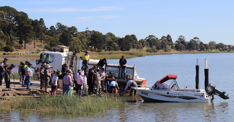 Release of 2,000 Rainbow Trout at Lake Colac